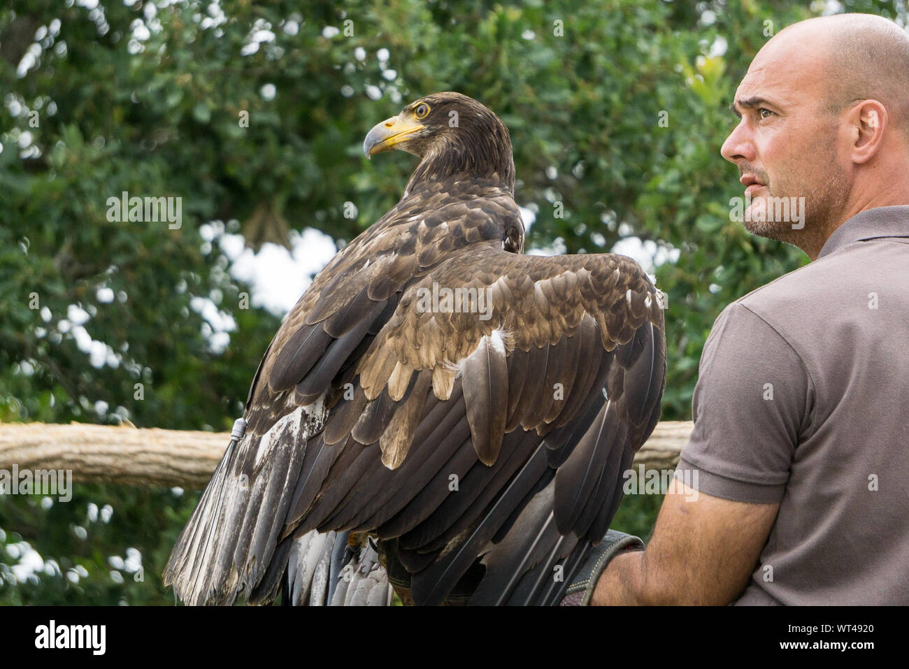 Man with eagle hi-res stock photography and images - Alamy