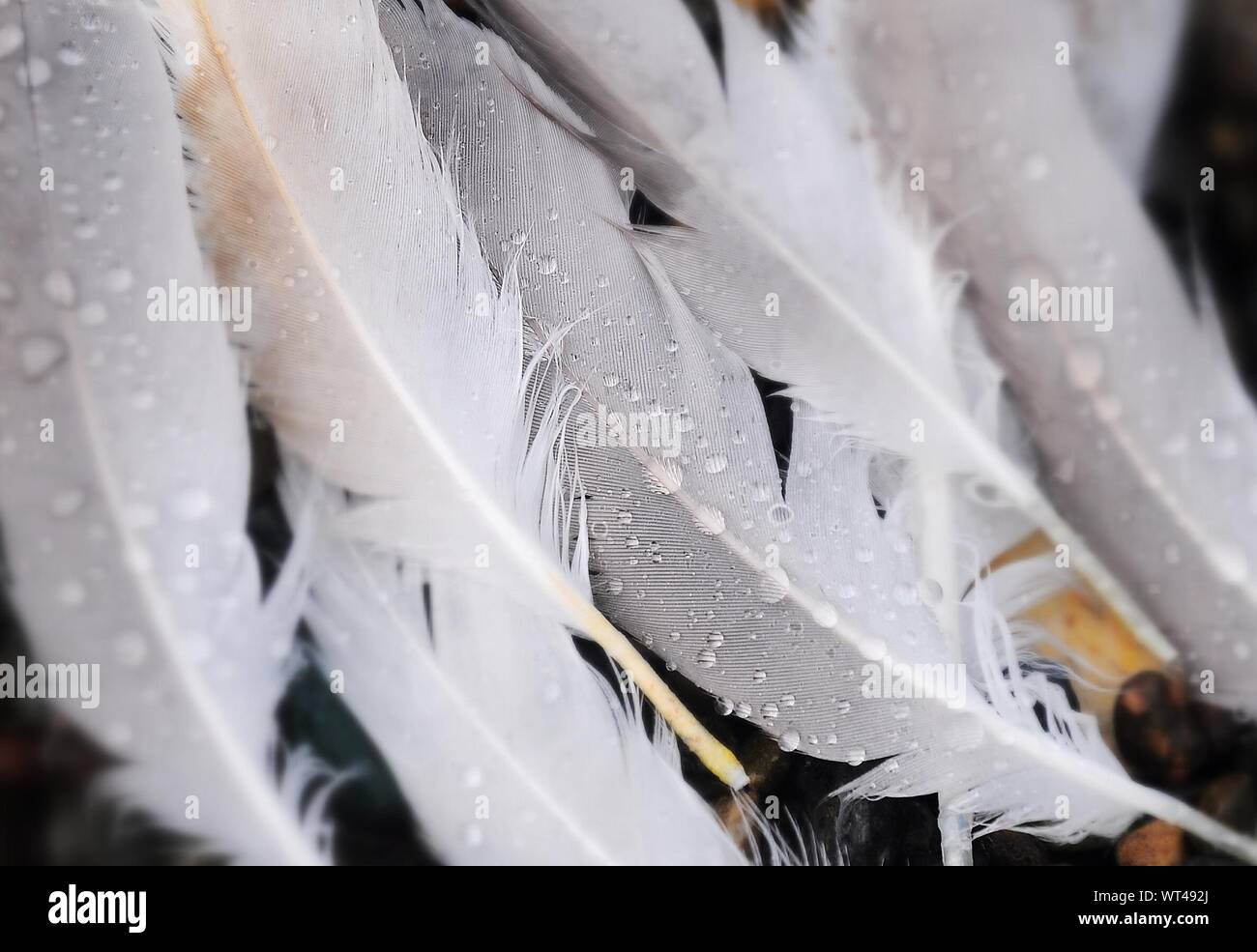 With wet feathers hi-res stock photography and images - Alamy
