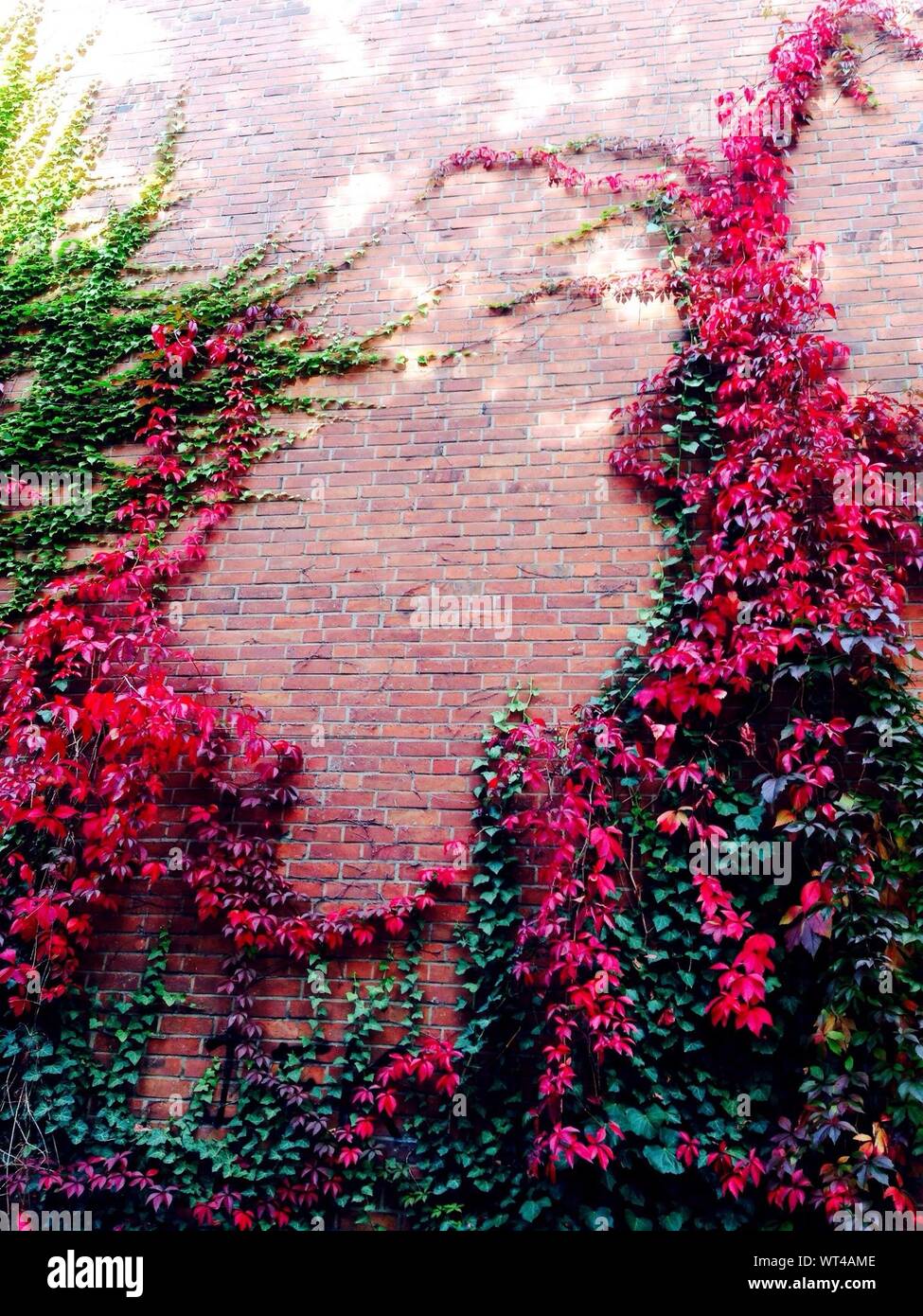 Vine on wall hi-res stock photography and images - Alamy