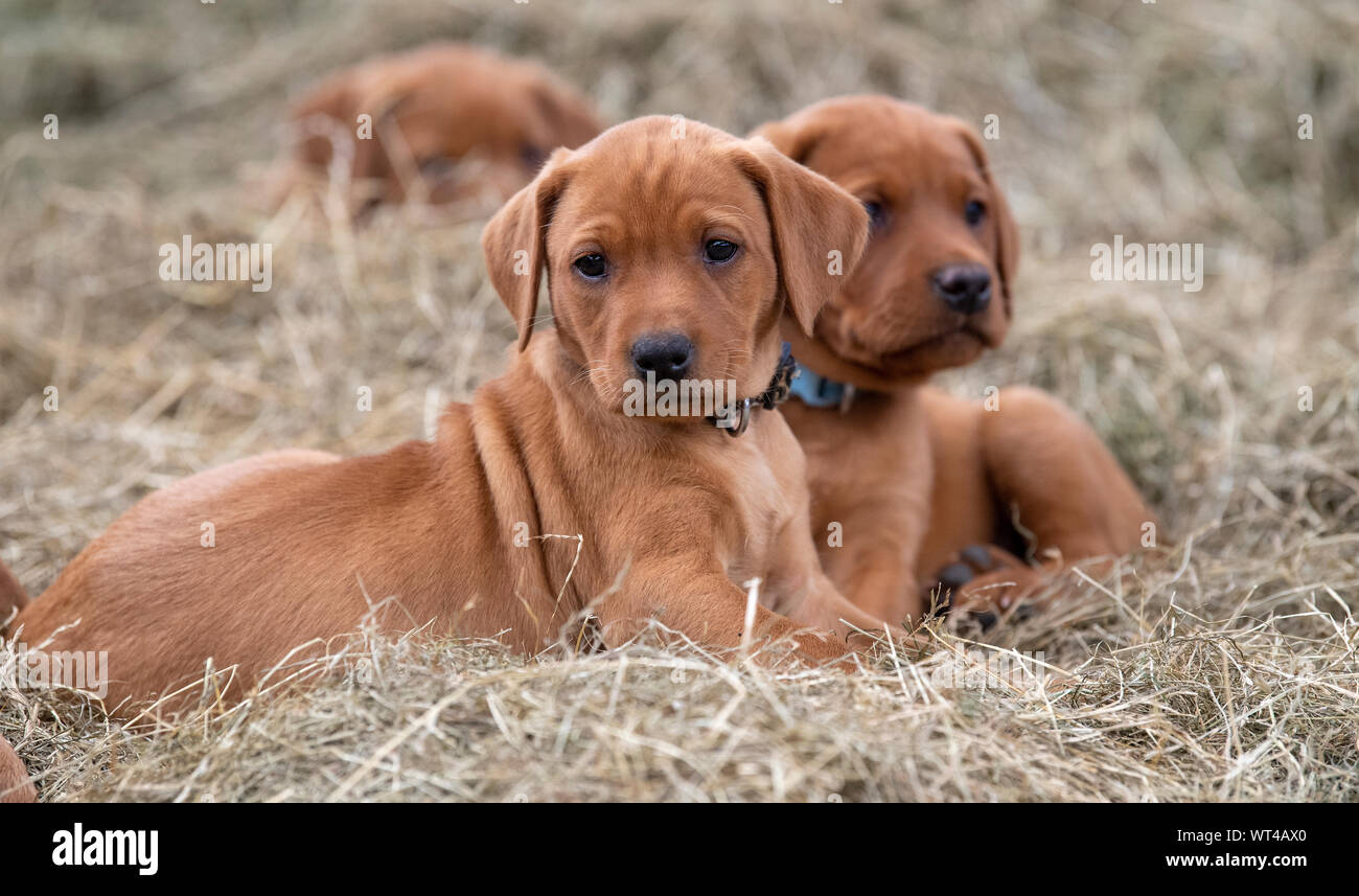 Fox red labrador pups, around 8 weeks old, in farm shed. Cumbria, UK ...