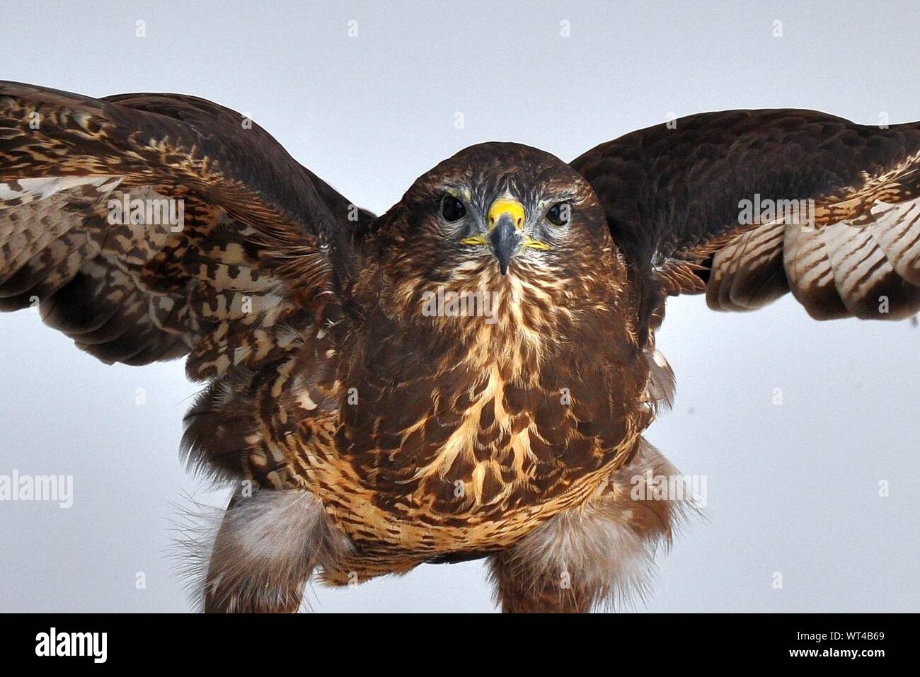 Golden eagle spread wings hi-res stock photography and images - Alamy