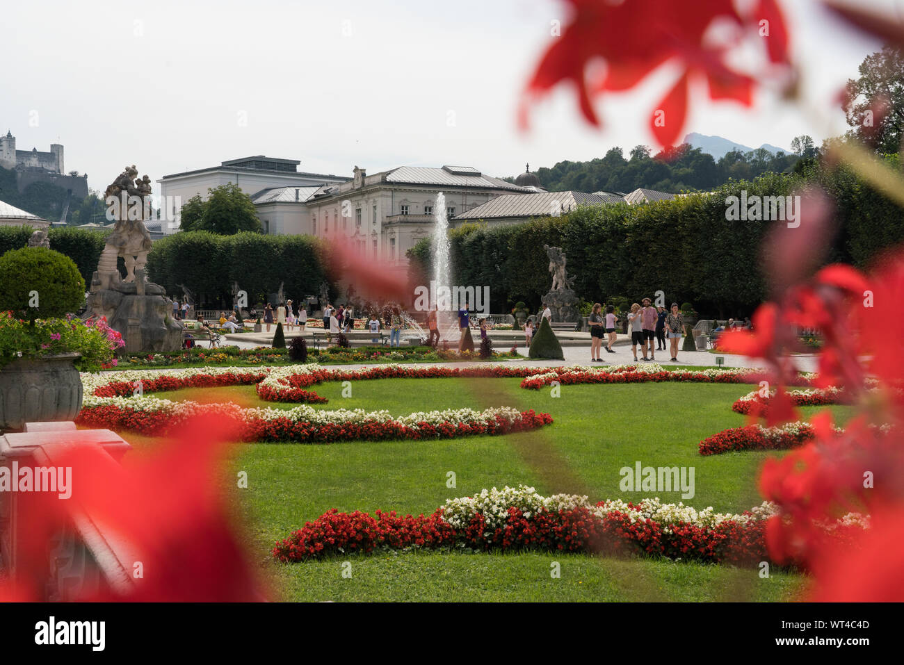 Mirabell tree hi-res stock photography and images - Alamy