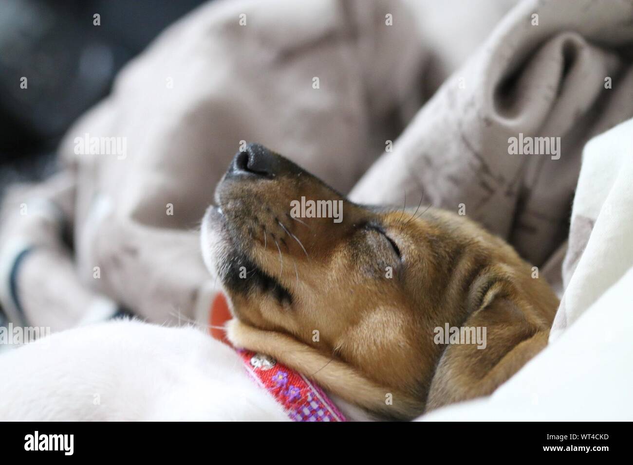 Sleeping jack russell dog hi-res stock photography and images - Alamy