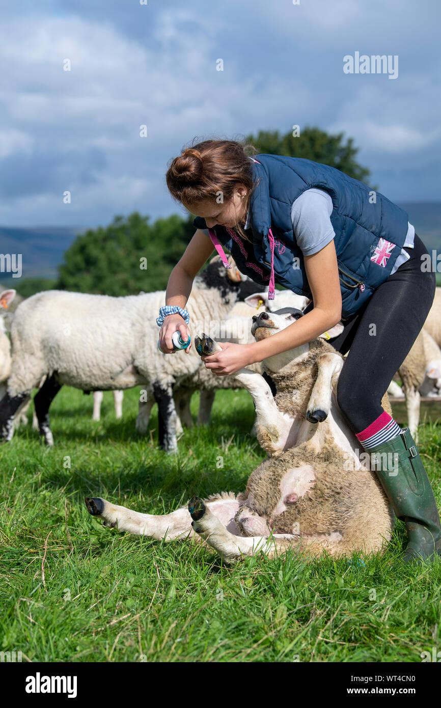 Yorkshire Shepherdess High Resolution Stock Photography and Images - Alamy