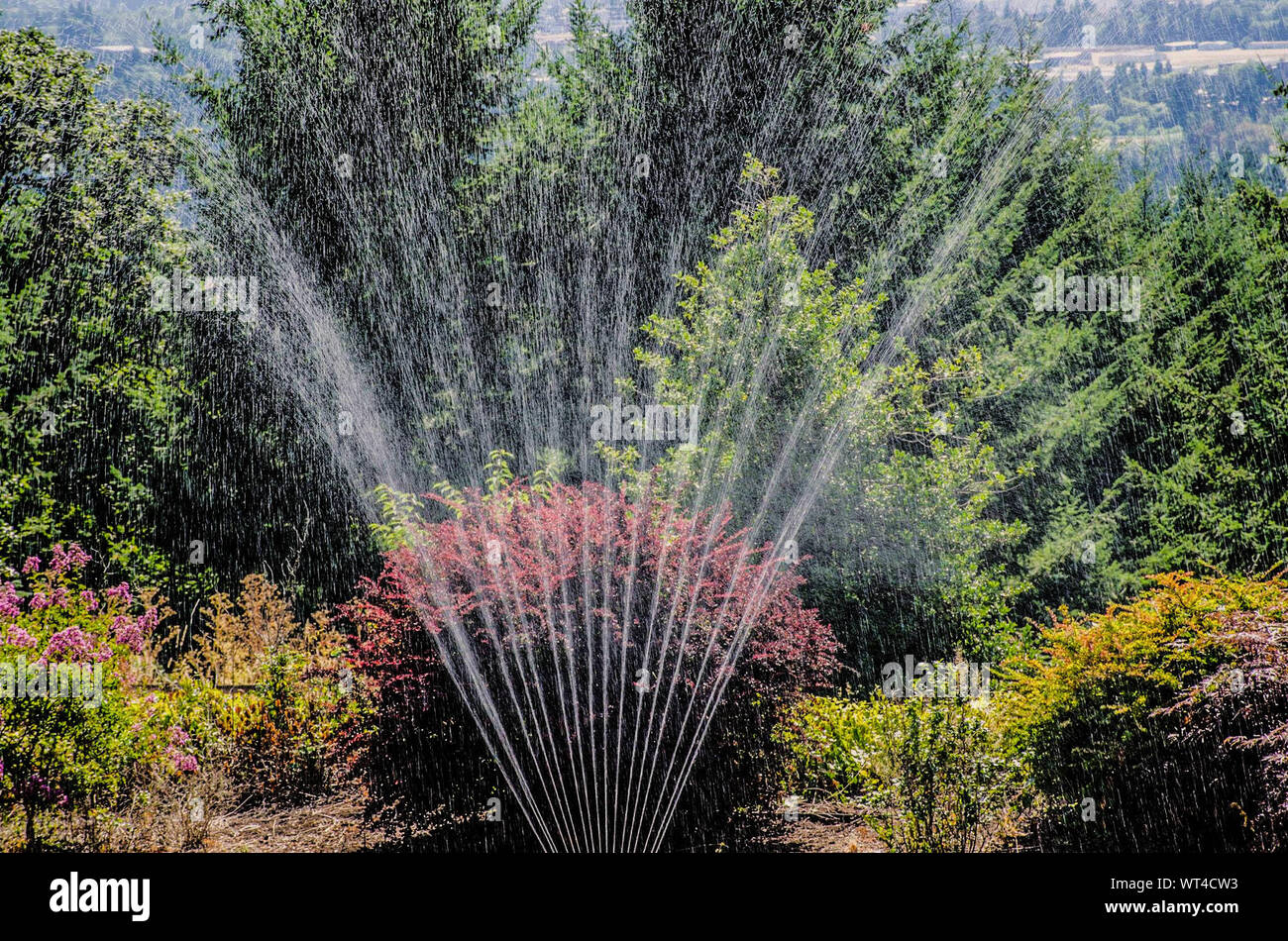 Spraying trees hi-res stock photography and images - Alamy