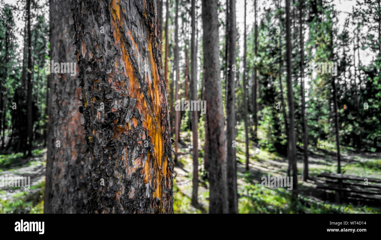 Tree Scratch High Resolution Stock Photography and Images - Alamy