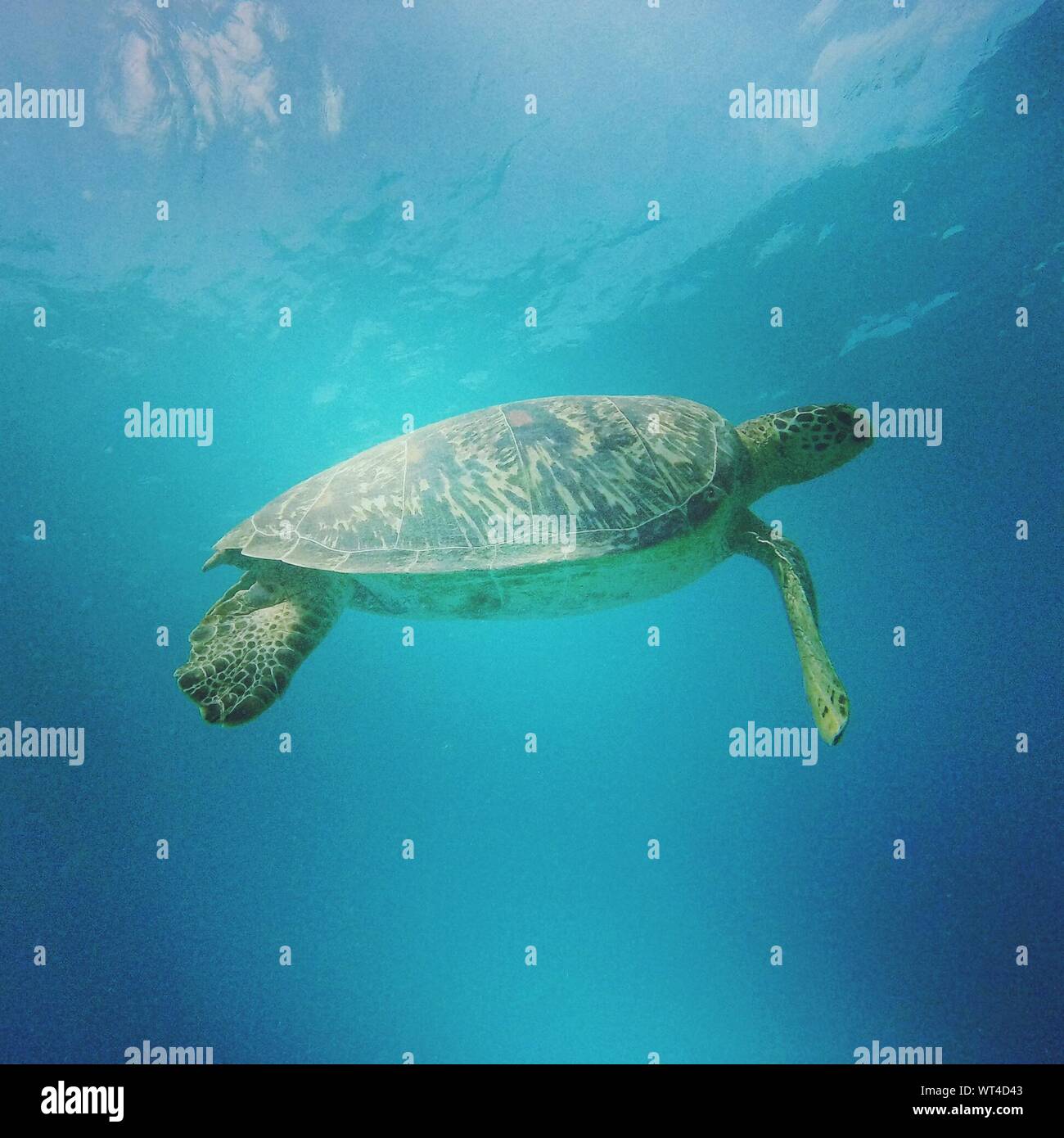 Underwater view green sea turtle hi-res stock photography and images ...