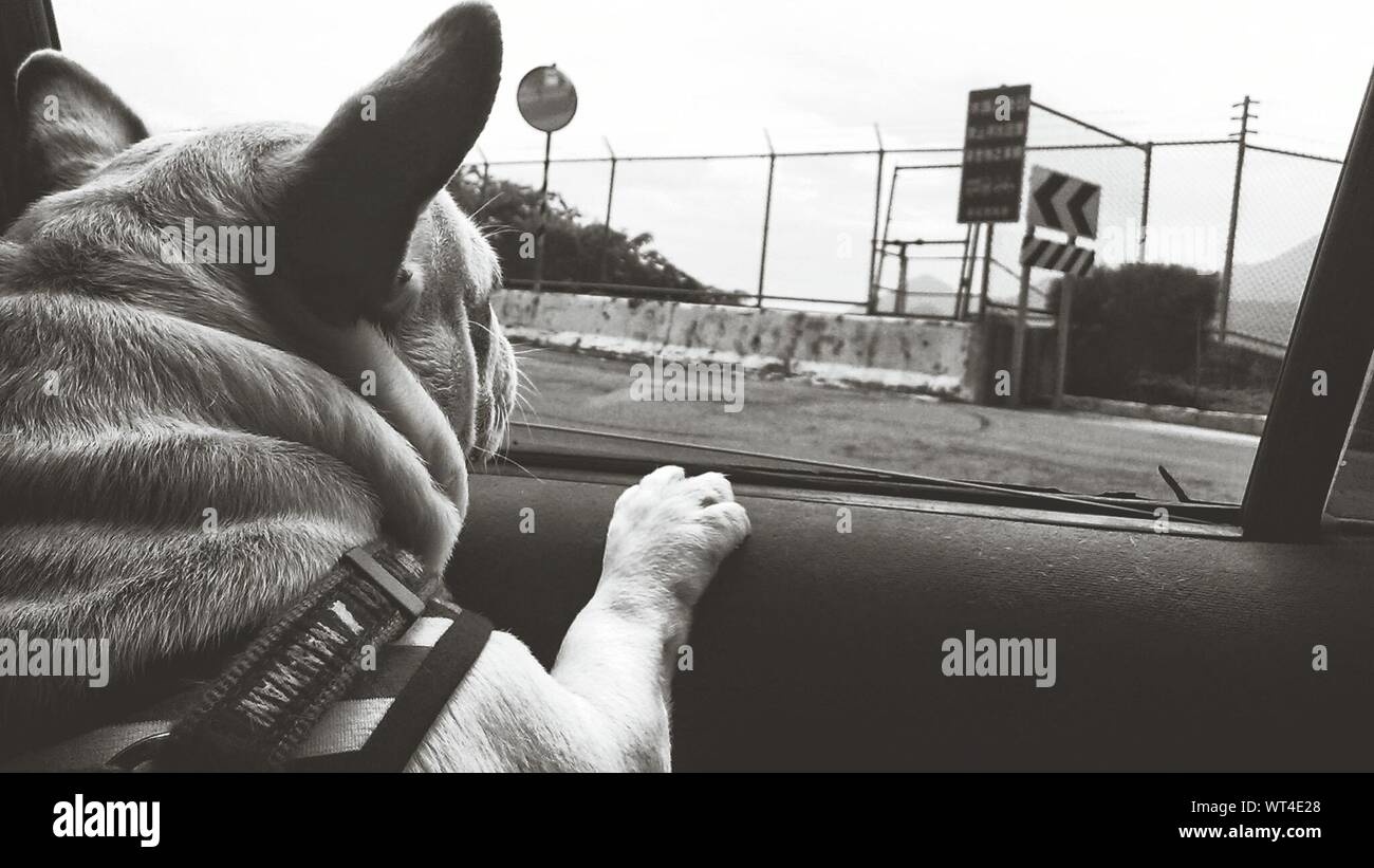 View from rear car window hi-res stock photography and images - Alamy