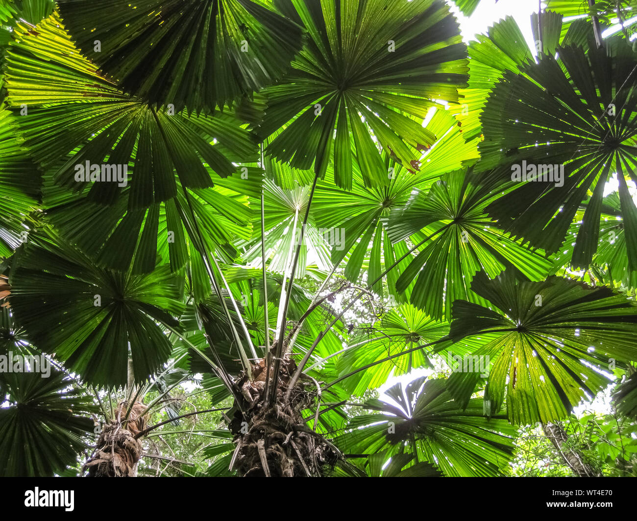 Fan Palm Forest High Resolution Stock Photography and Images - Alamy