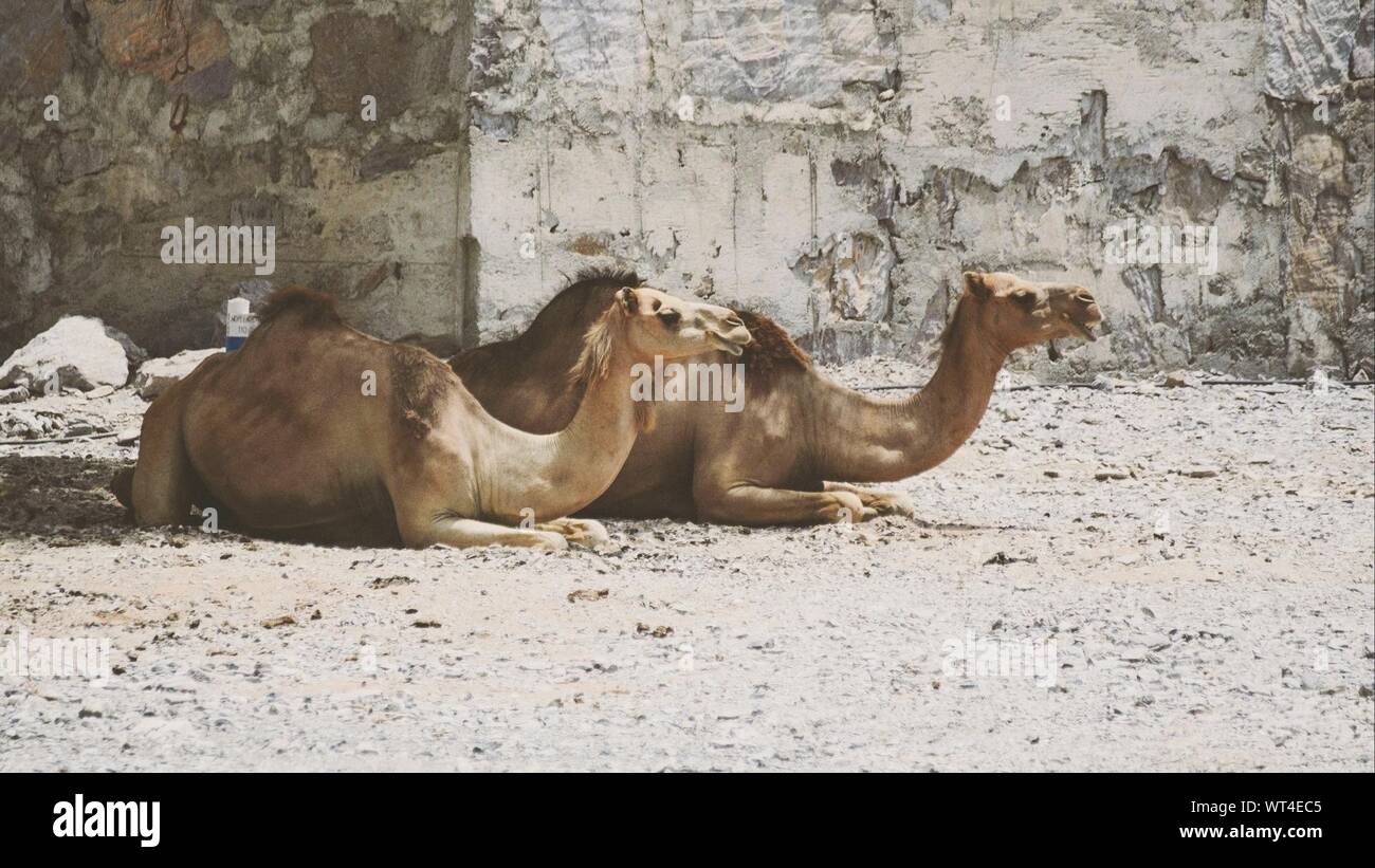 Two Camels High Resolution Stock Photography and Images - Alamy
