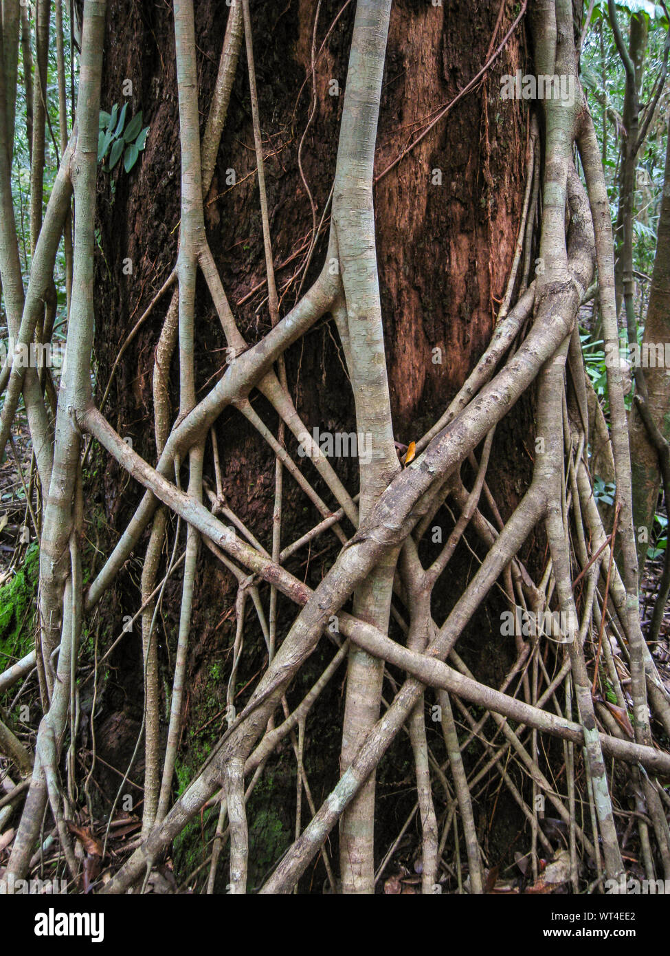 Strangling Aerial Roots