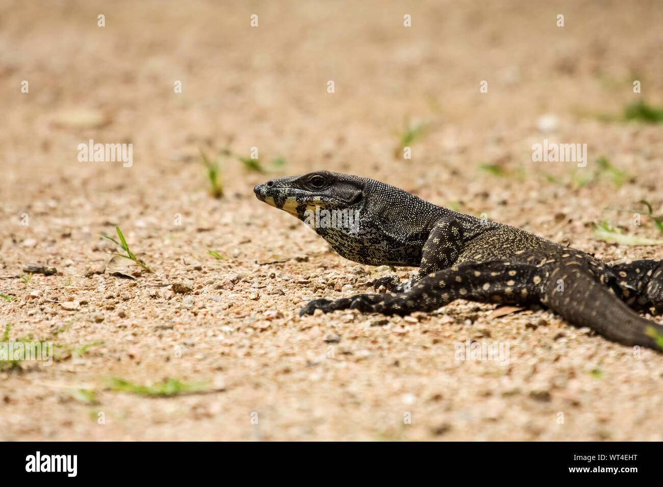 Australian goanna hi-res stock photography and images - Alamy