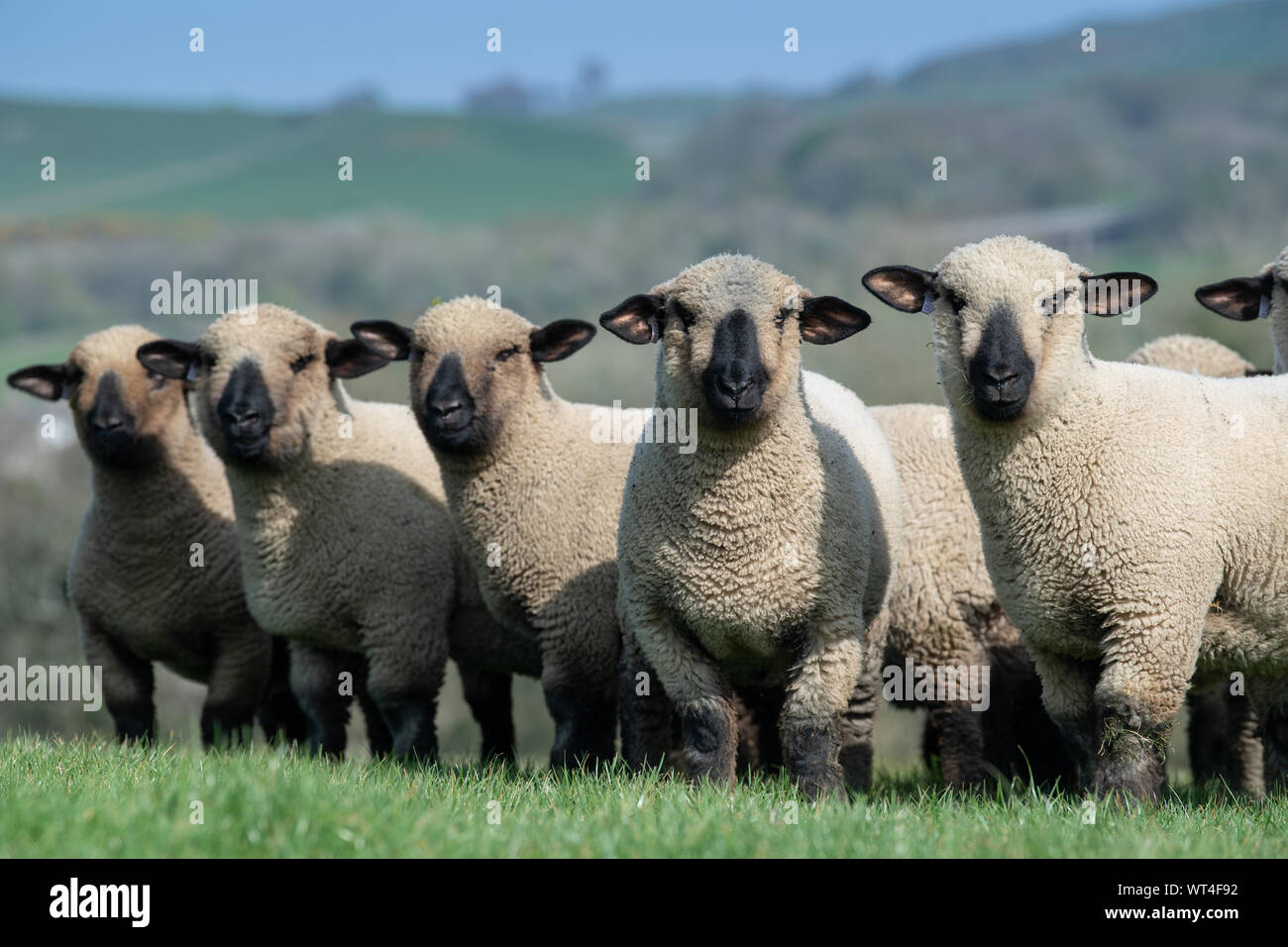 Smiley lamb hi-res stock photography and images - Alamy