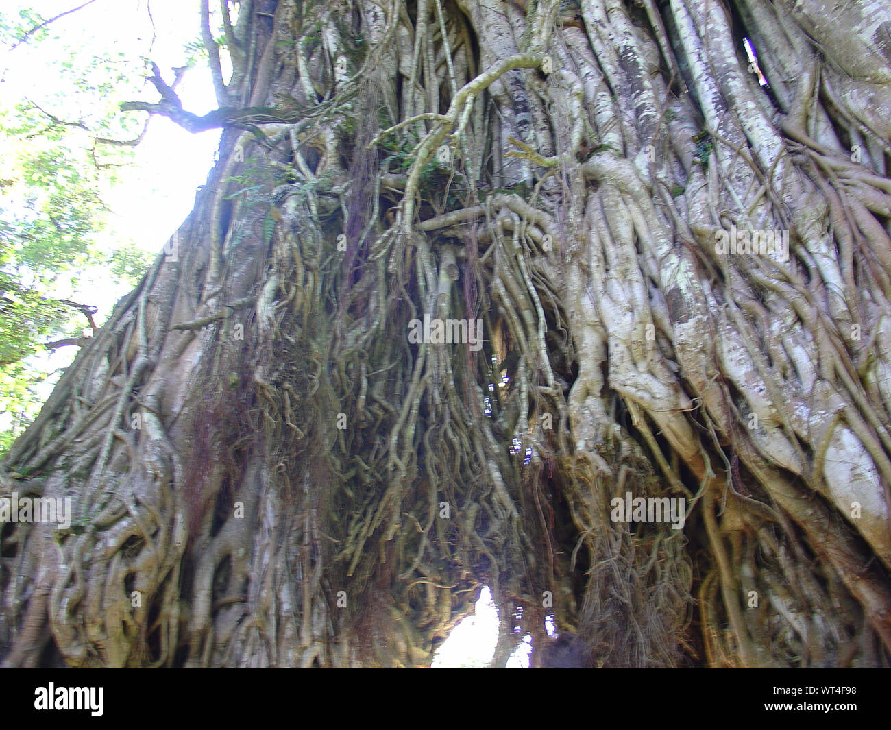 Tree With Hanging Roots High Resolution Stock Photography and Images ...