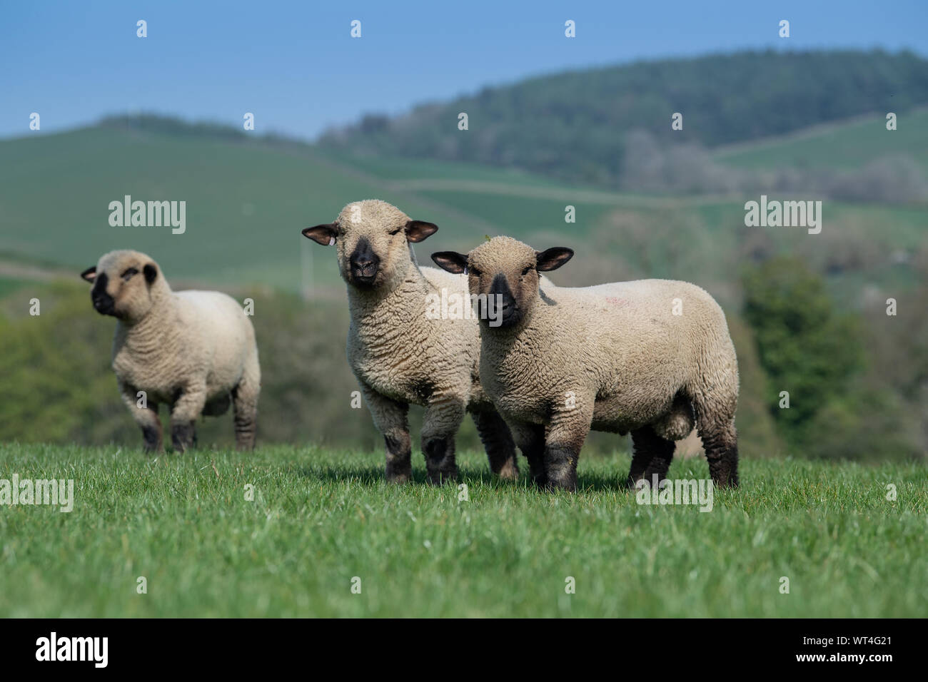 Smiley lamb hi-res stock photography and images - Alamy