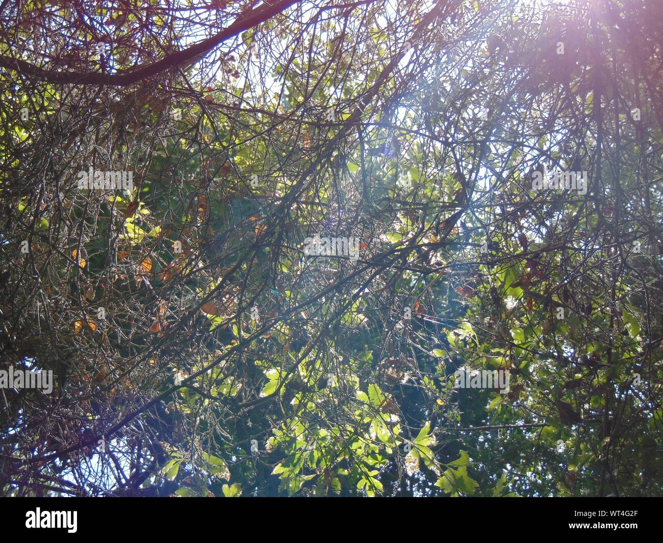 Sunlight branches hi-res stock photography and images - Alamy