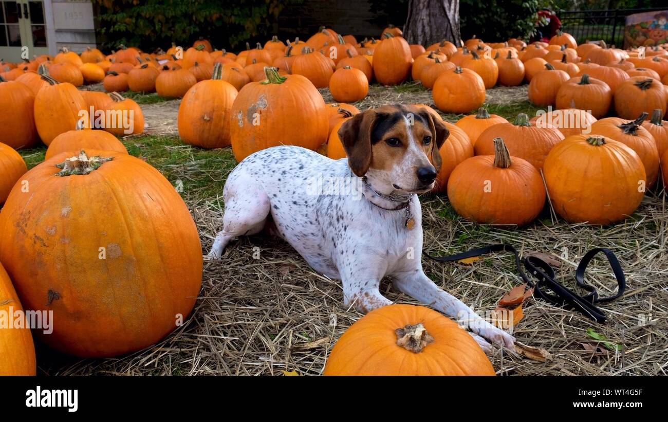 Dog with patch hi-res stock photography and images - Alamy