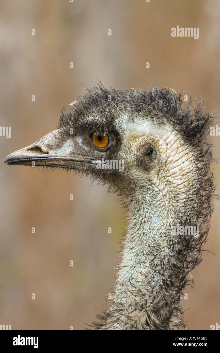 Close up of an Emu profile, Mareeba Wetlands, Queensland, Australia ...