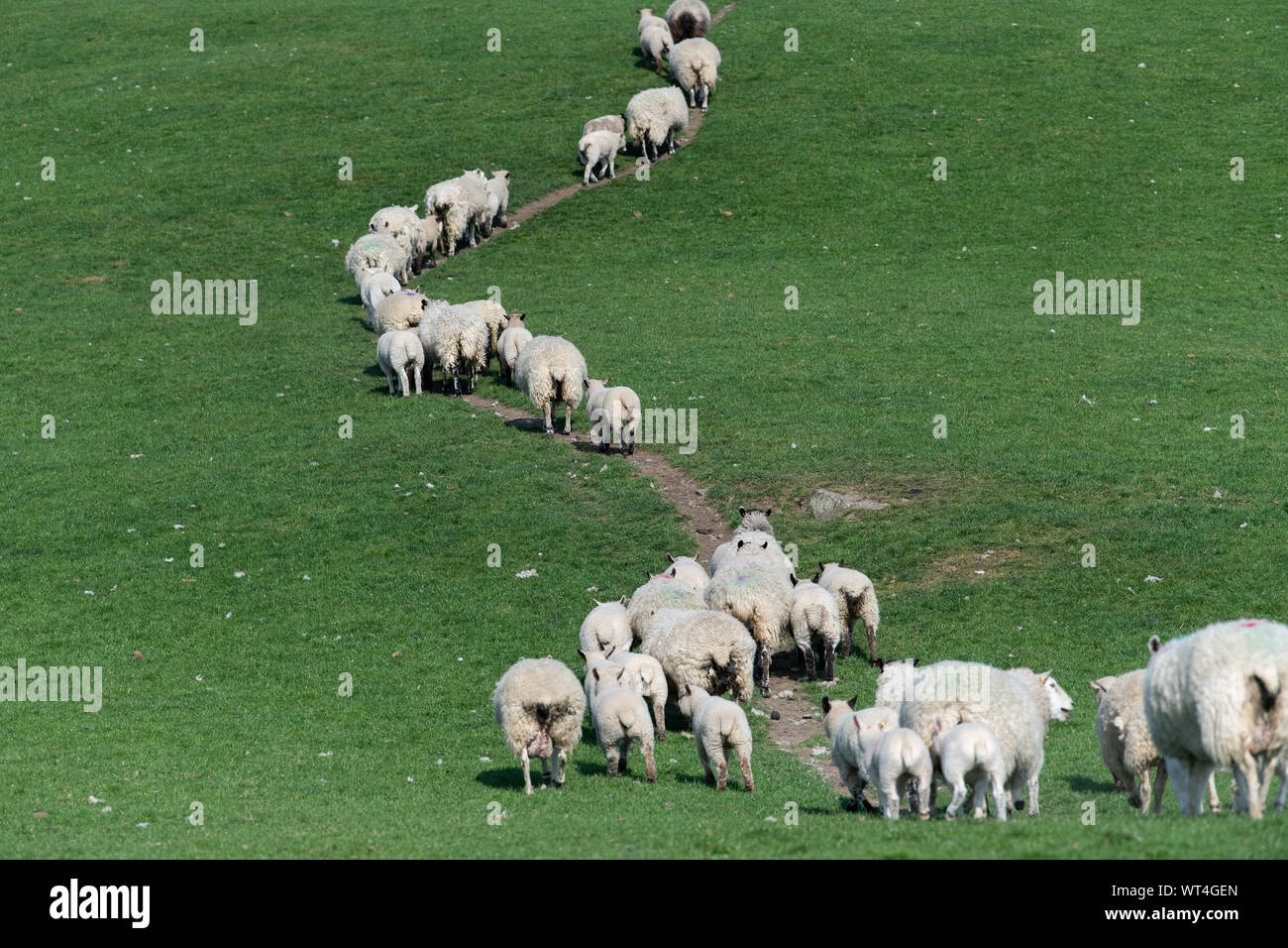 Sheep following each other up a trod, or track, across a field. Cumbria ...