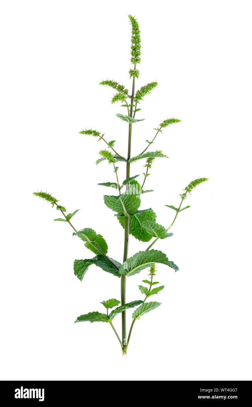 Mint grass hi-res stock photography and images - Alamy