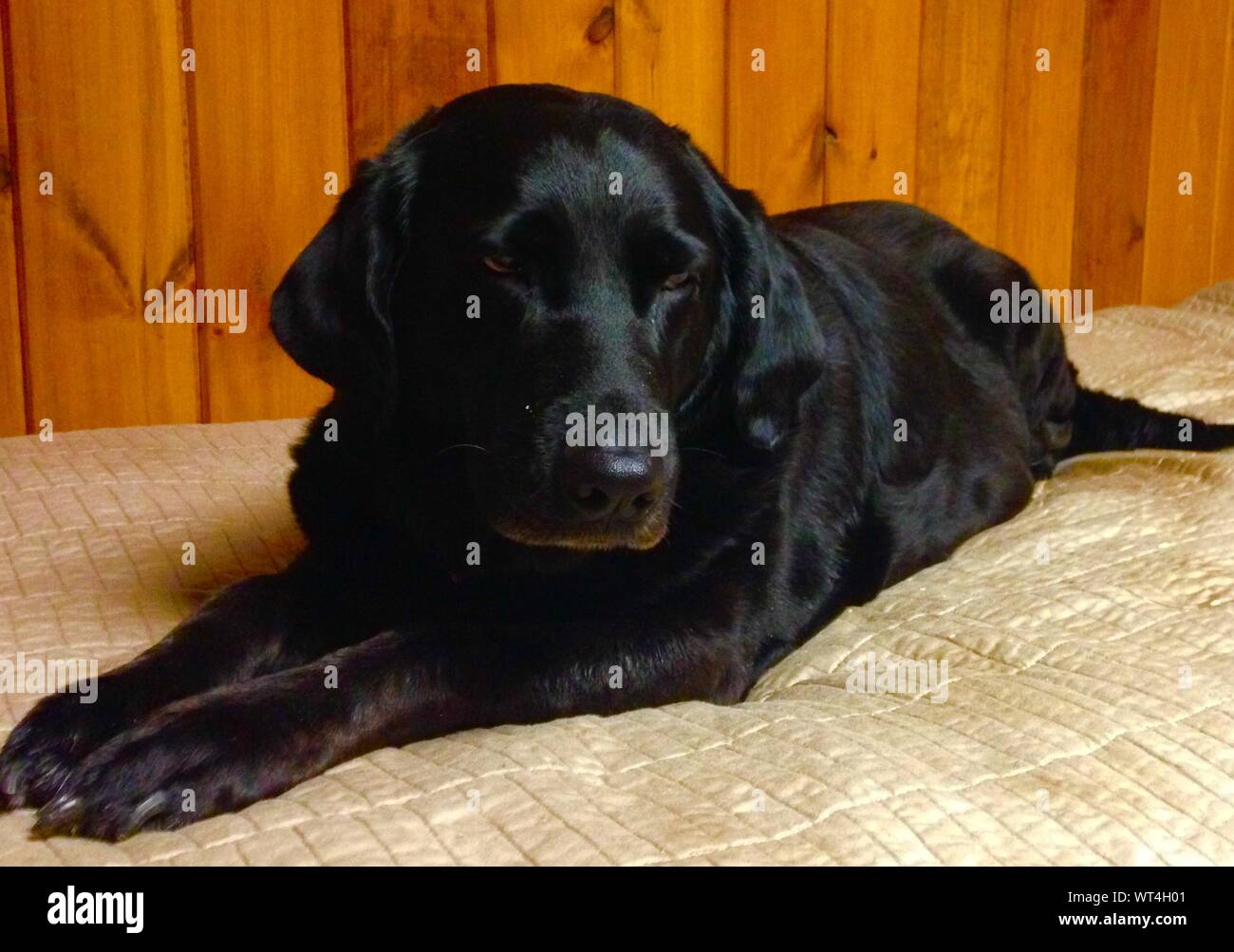 Labrador retriever on bed hi-res stock photography and images - Alamy