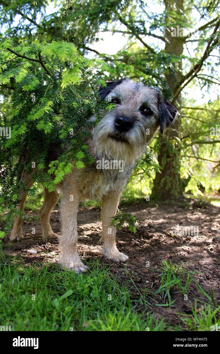 Tree behind dog hi-res stock photography and images - Alamy