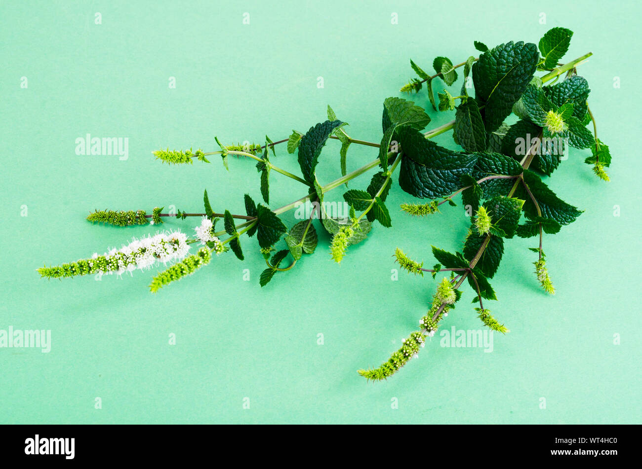 Mint grass hi-res stock photography and images - Alamy