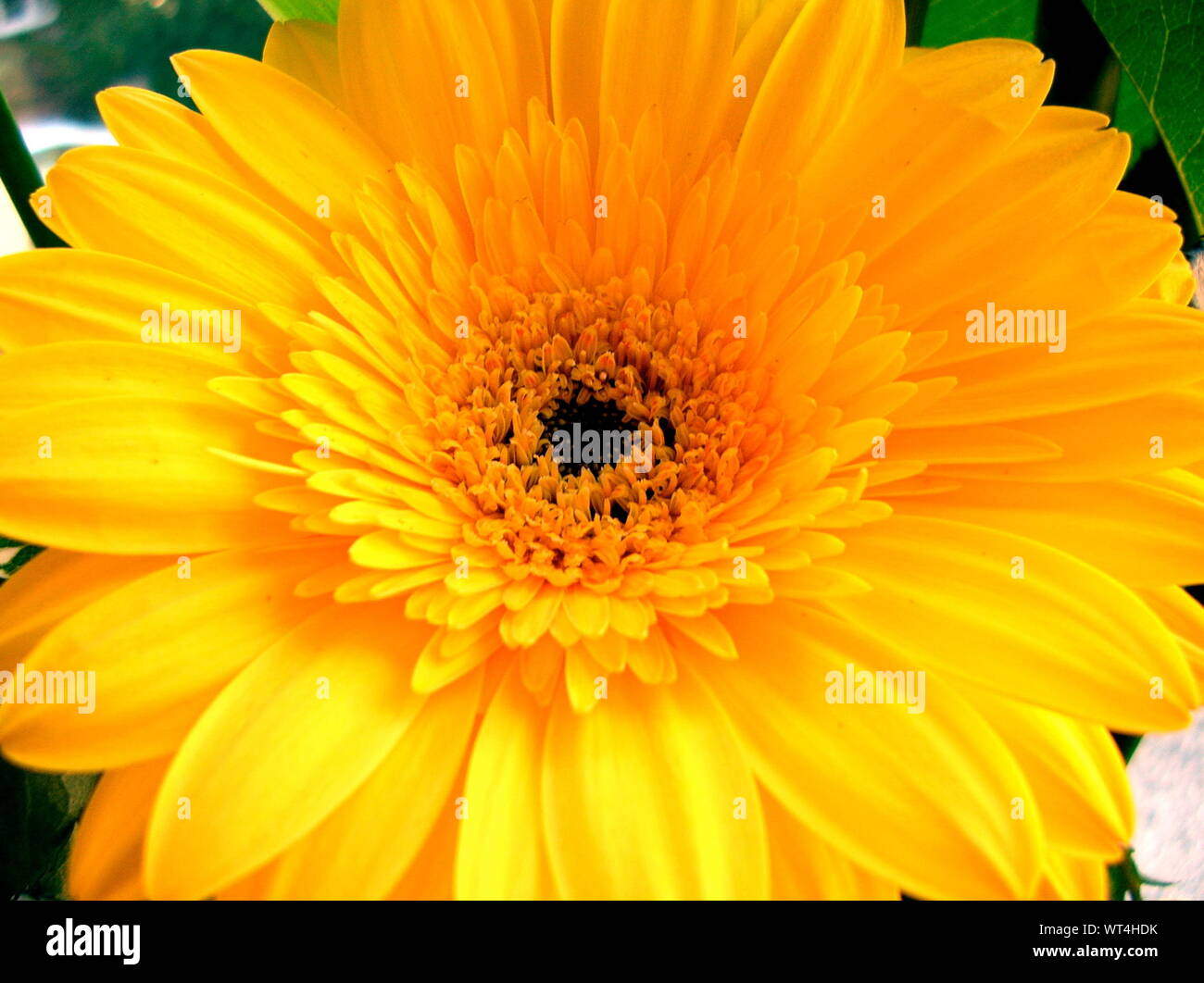 Close up gerbera daisy stamens hi-res stock photography and images - Alamy
