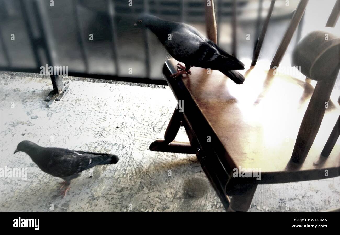 Pigeons on balcony hi-res stock photography and images - Alamy