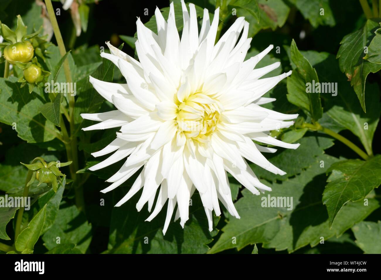 Dahlia my love white semi cactus tuber single bloom Stock Photo - Alamy