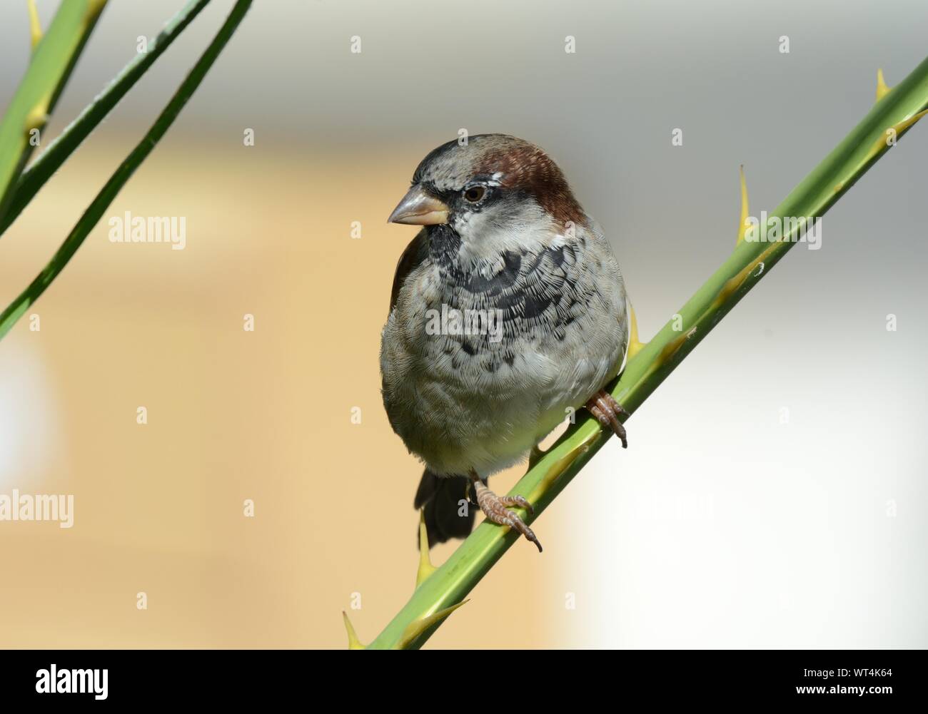 Thorn branch hi-res stock photography and images - Alamy