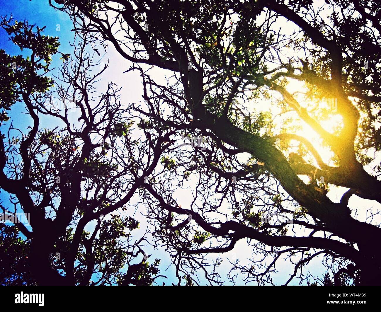 Sunlight shining through branches of tree hi-res stock photography and ...