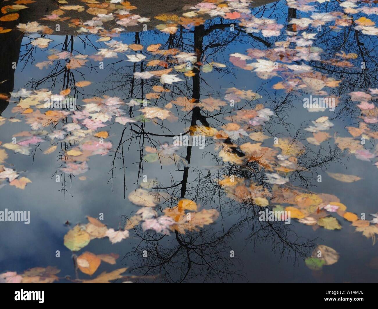 Tree branch floating in water hi-res stock photography and images - Alamy