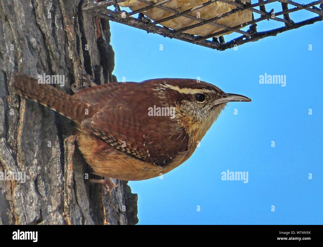 Wren tree hi-res stock photography and images - Alamy