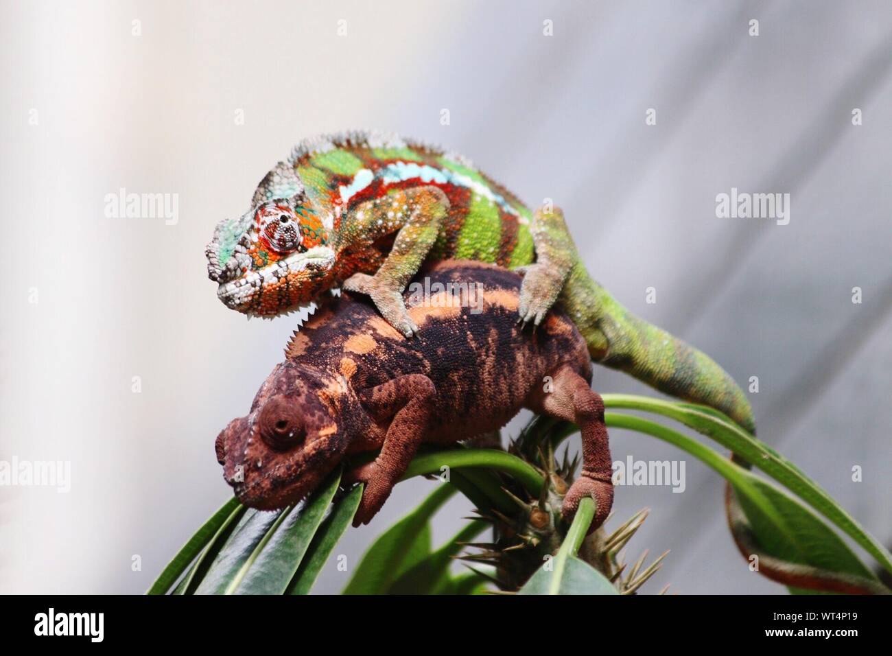 Two Chameleons High Resolution Stock Photography and Images - Alamy