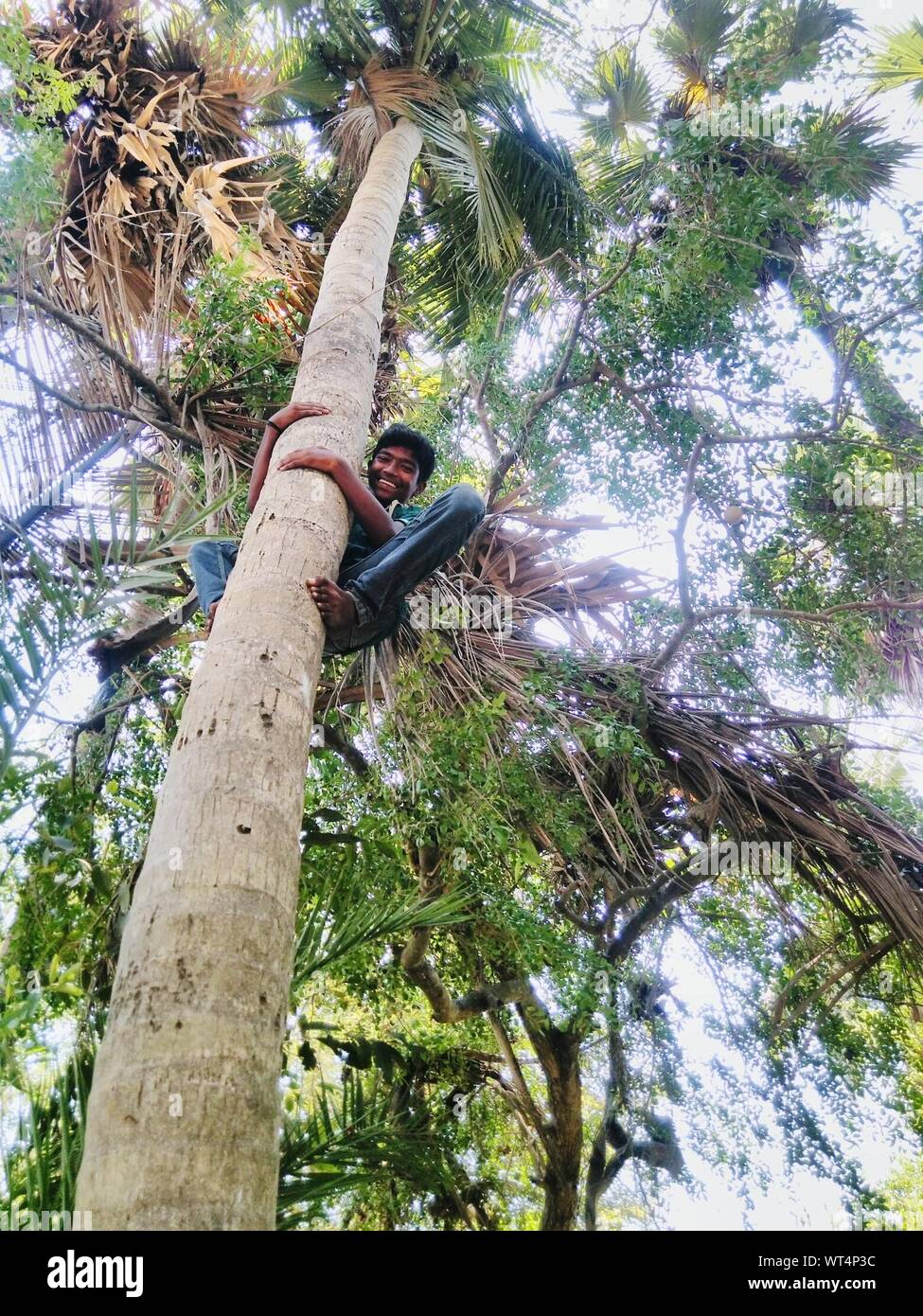 Smiling palm tree hi-res stock photography and images - Alamy