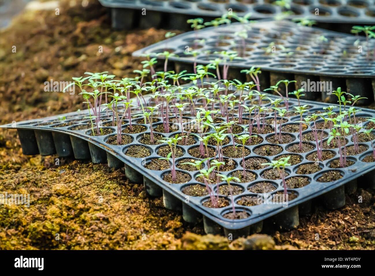 Seedlings in tray hi-res stock photography and images - Alamy