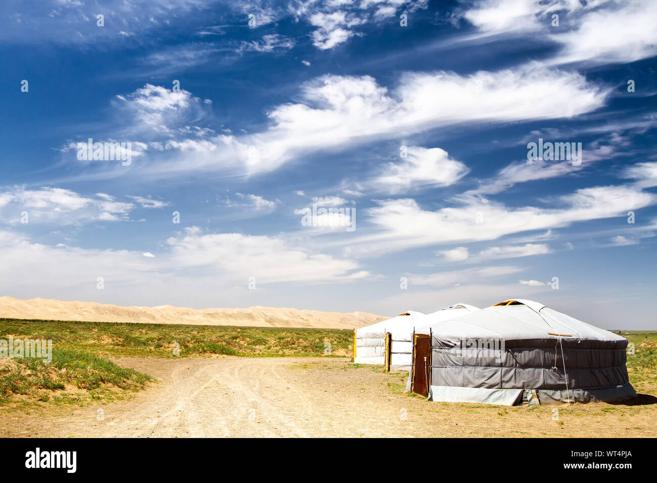 Traditional Mongolian yurt and a pair of cows during a sunset. Gobi ...