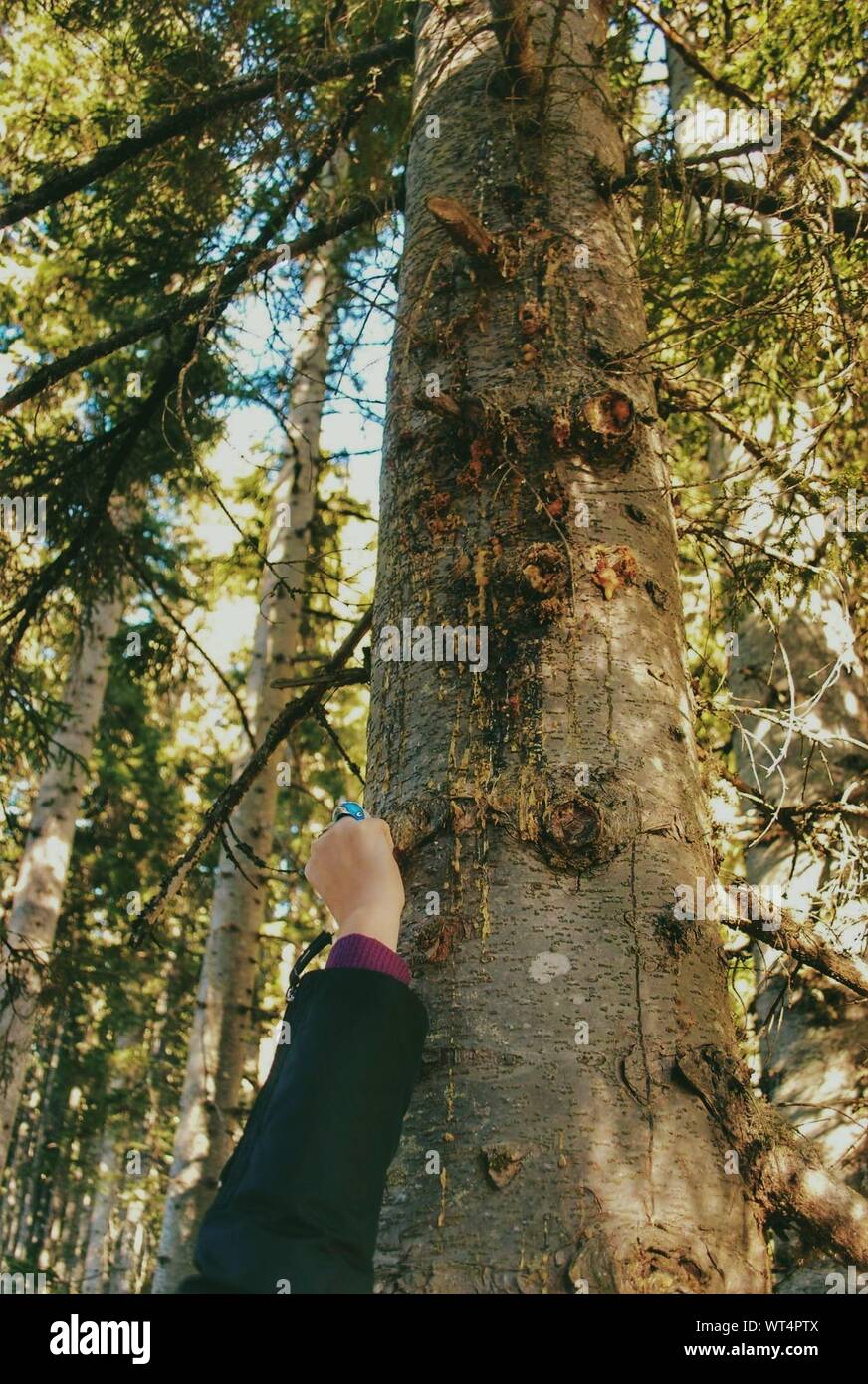 Person touching tree branch hi-res stock photography and images - Alamy