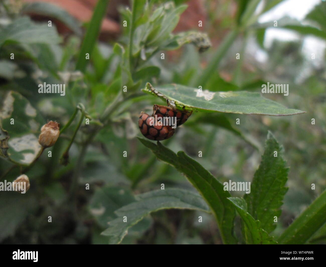 Mating yard hi-res stock photography and images - Alamy