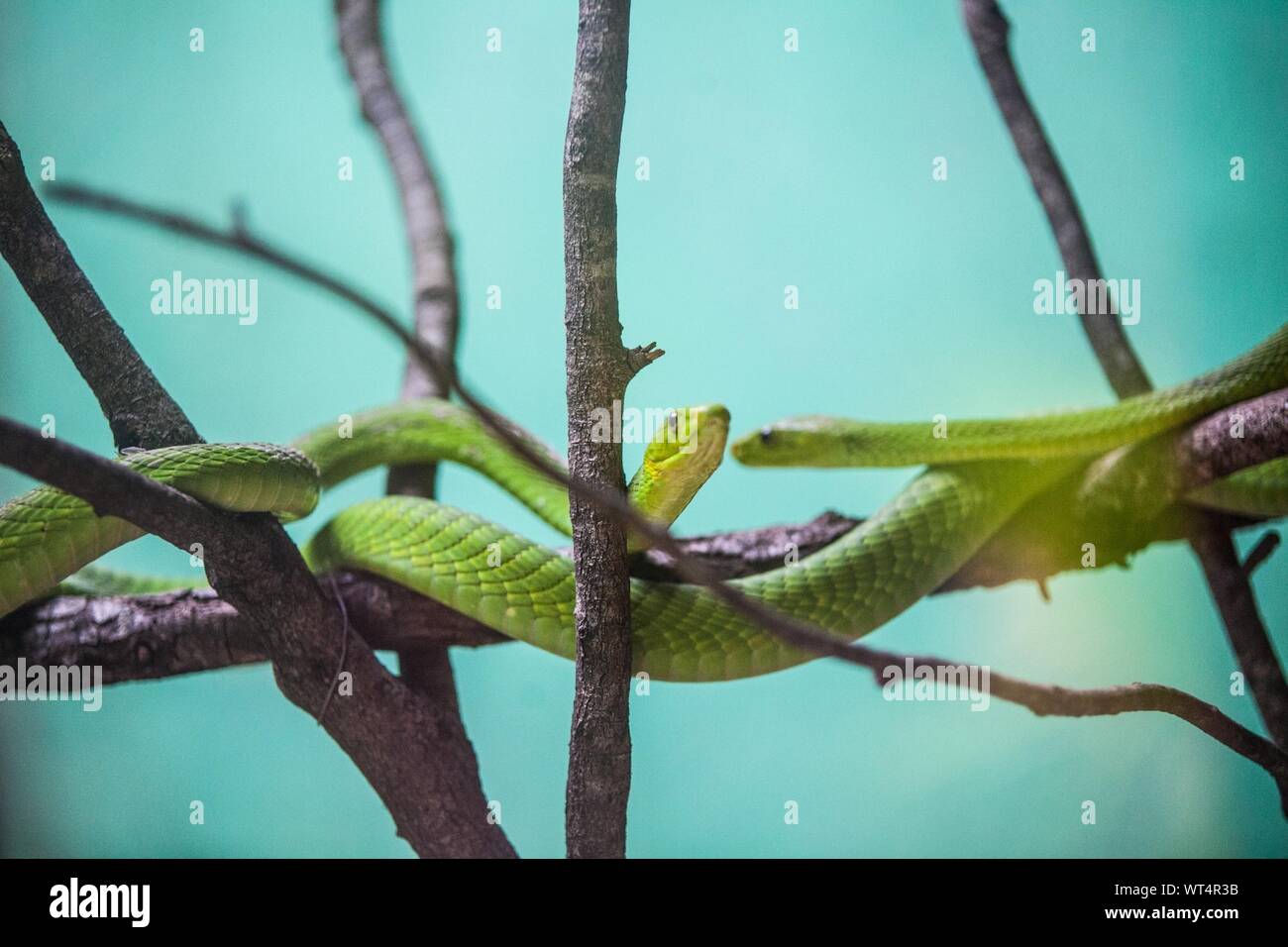 Curled snakes hi-res stock photography and images - Alamy