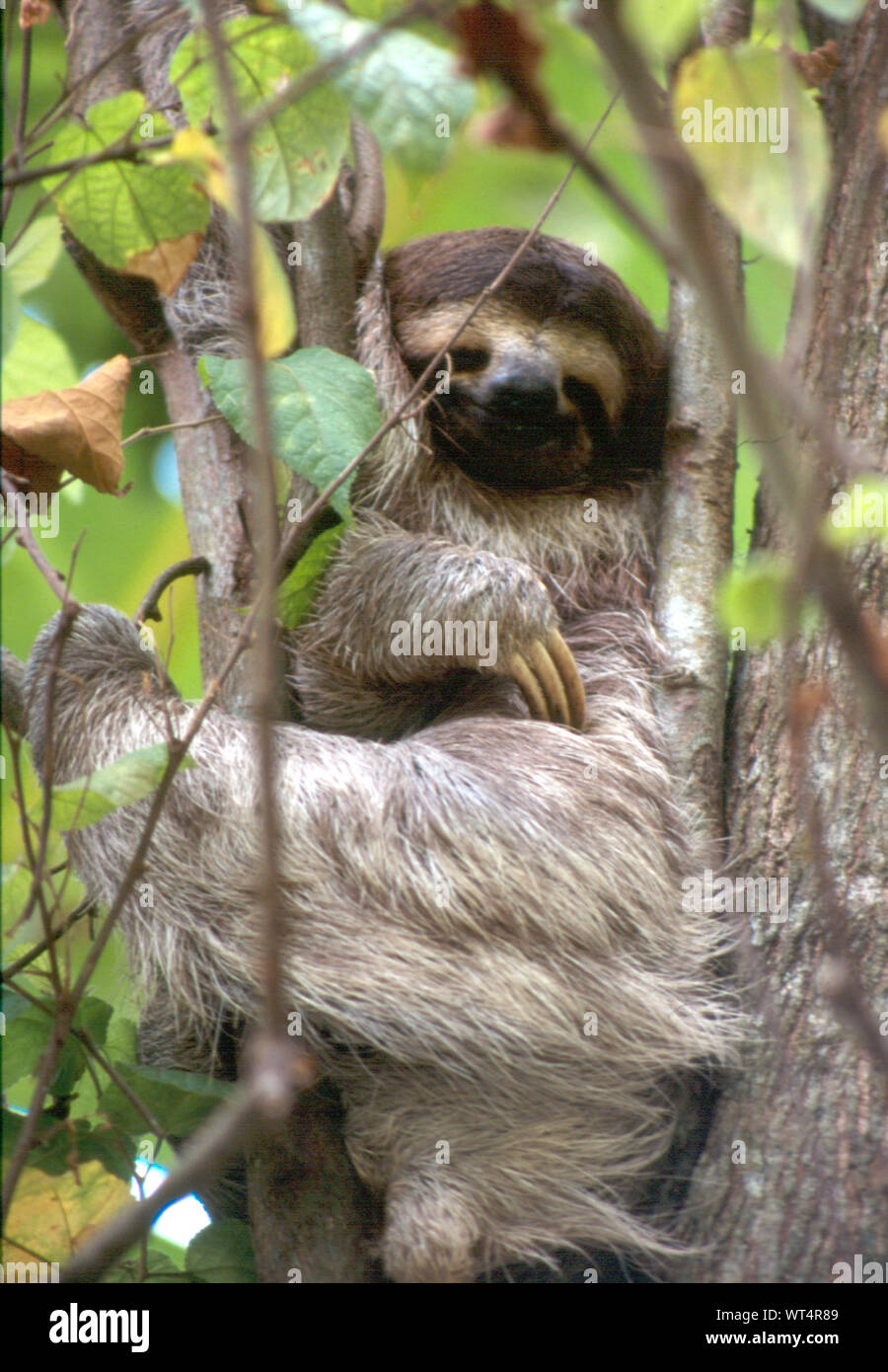 Sloth Tree High Resolution Stock Photography and Images - Alamy