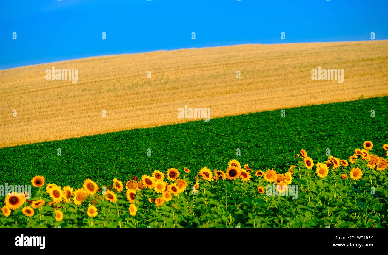 Rural striped summer agricultural landscape with sunflowers, wheat ...