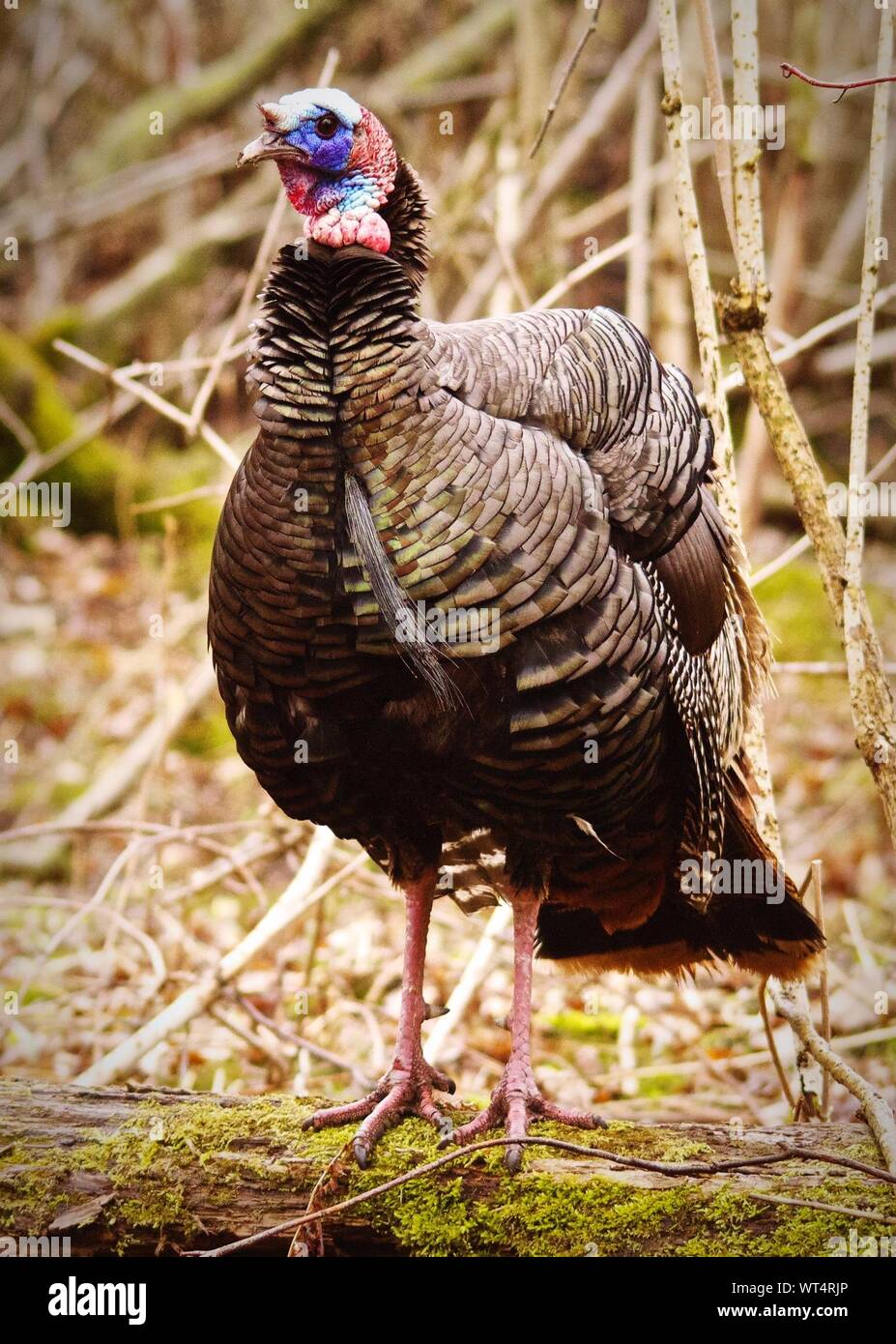 Turkey in the forest hi-res stock photography and images - Alamy