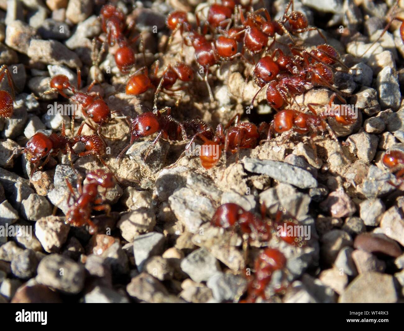 Ants on stone hi-res stock photography and images - Alamy