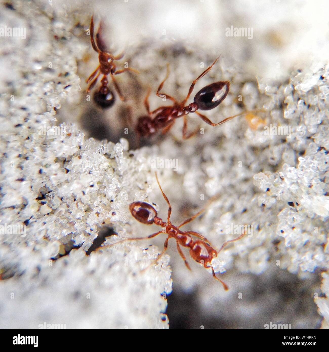 Ants Sand High Resolution Stock Photography and Images - Alamy