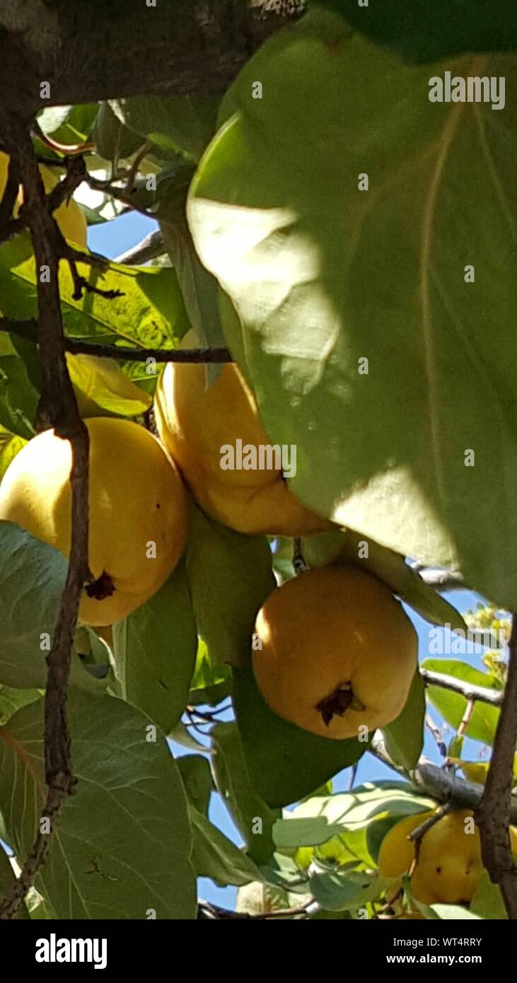 Growing quince hi-res stock photography and images - Alamy