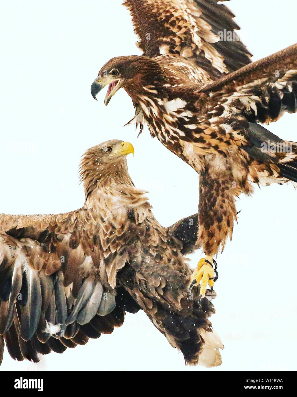 Close up eagles hi-res stock photography and images - Alamy