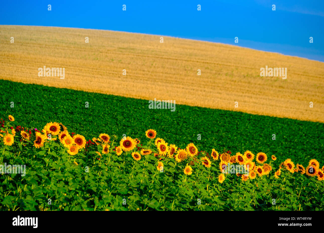Rural striped summer agricultural landscape with sunflowers, wheat ...