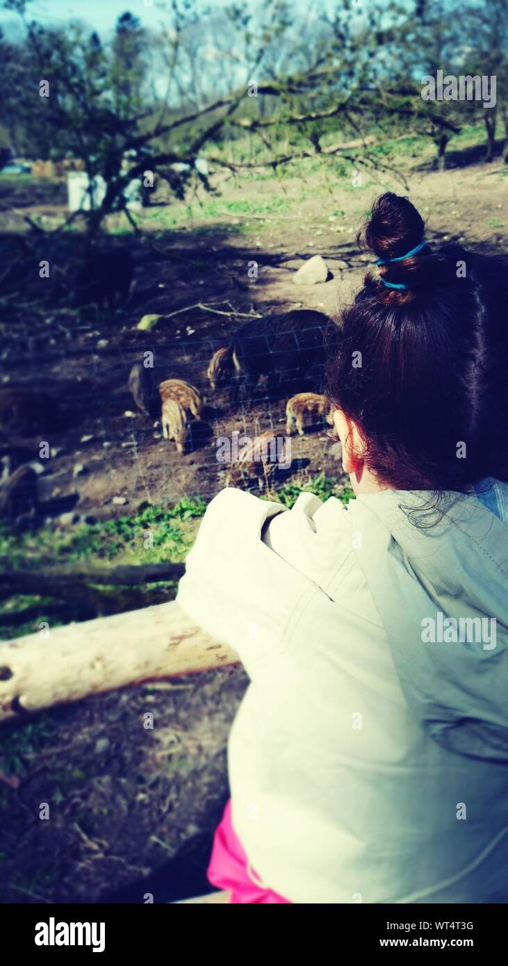 Pig rear view hi-res stock photography and images - Alamy